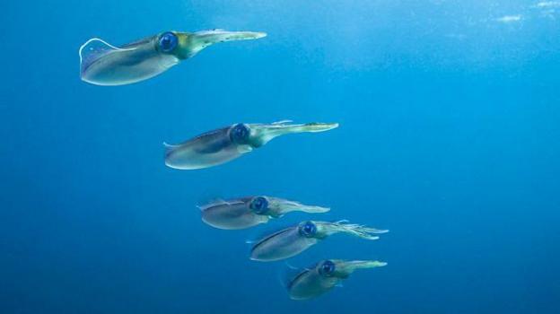 Squid dominated oceans millions of years ago scientists say - BBC Newsround