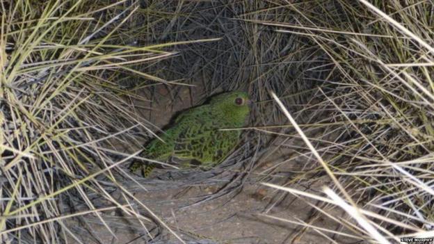 Rare night parrots discovered in Australia - BBC Newsround