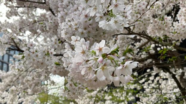 Spring blossoms can help you feel happy, National Trust says - BBC News