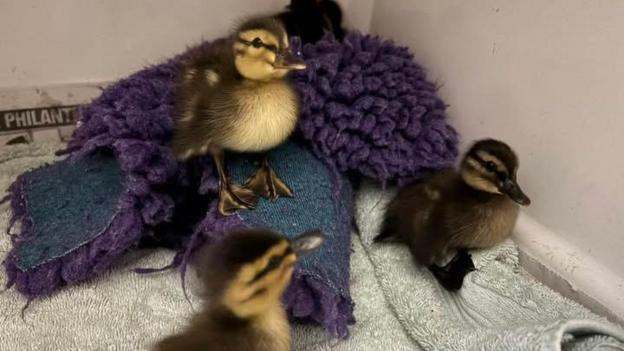 Ducks - BBC News
