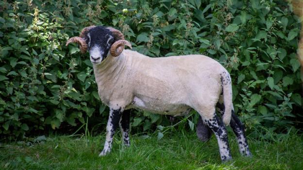 Mercian Regiment announces new sheep mascot - BBC News