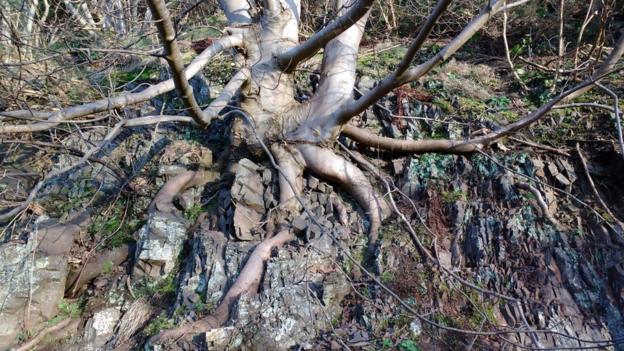 Your pictures of Scotland 12 - 19 March - BBC News