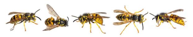 Wasps are back this summer in the UK – a lot of them - BBC News