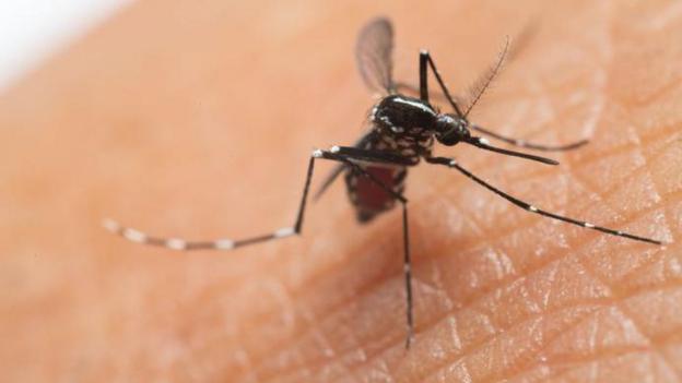 Mosquitoes found in Iceland for first time after record heat - BBC News