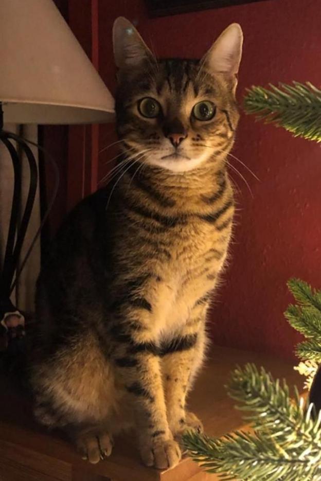 Borrowdale cat found near Gretna after kidnap claim - BBC News