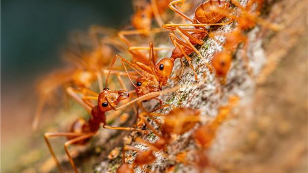 New study reveals how many ants there are in the world - BBC Newsround