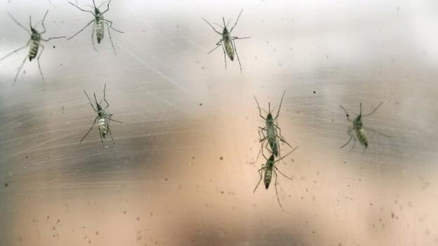 Angola's yellow fever outbreak could become 'global emergency' - BBC News