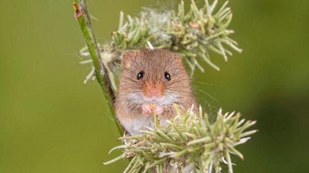 Tarras Valley Nature Reserve: Volunteers search for UK's smallest mouse ...