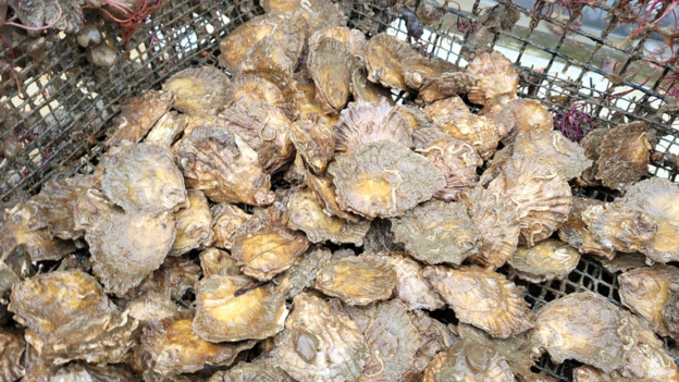 Isle of Wight: Endangered oysters reintroduced to local waters - BBC News