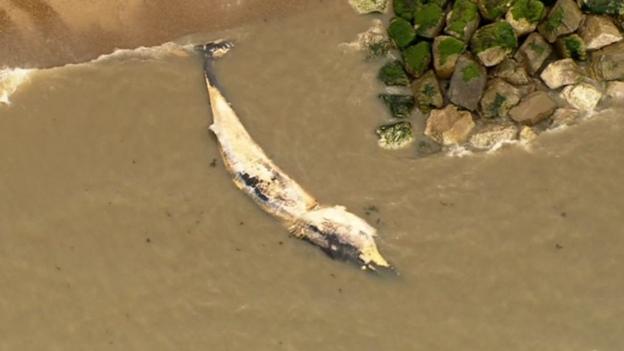 Suffolk whale deaths 'unlikely to be linked' - BBC News