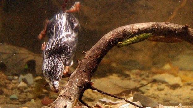 Water shrews: Scientist discover how they breathe and hunt underwater ...