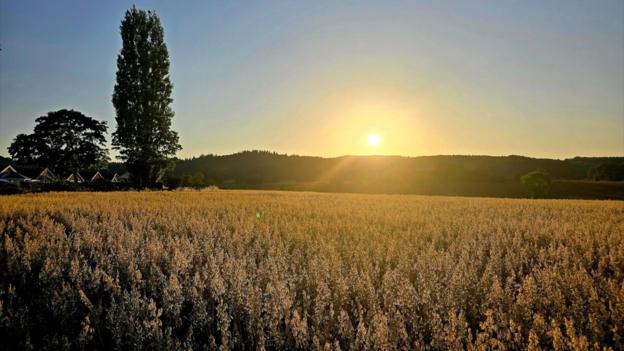 Gloucestershire in pictures: Hazy days and Farmwatch - BBC News