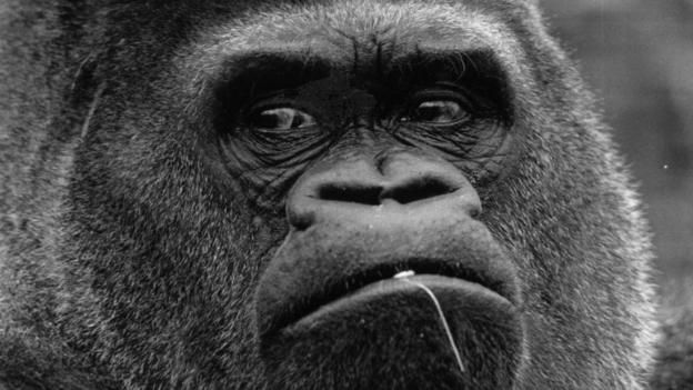 How Guy the gorilla became the star of London Zoo - BBC News