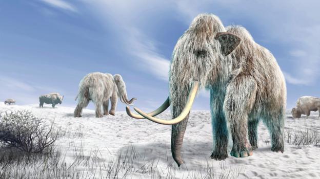 'Sudden event' may be why the woolly mammoths were wiped out - BBC ...