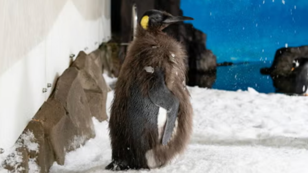 Pesto: Fledging penguin losses furry look! - BBC Newsround