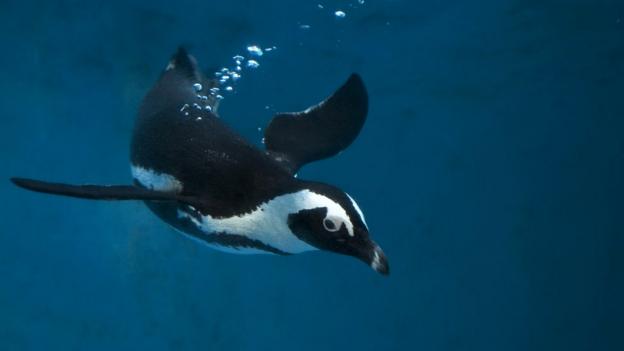 Penguin Awareness Day: Newsround's top 10 penguin facts - BBC Newsround