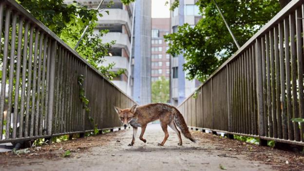 Bristol photographer inspired by urban foxes wins national prize - BBC News