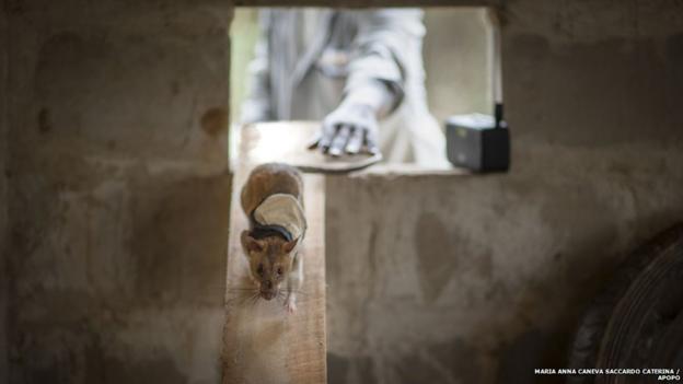 Rats to the rescue! Backpack-wearing rodents could help earthquake ...