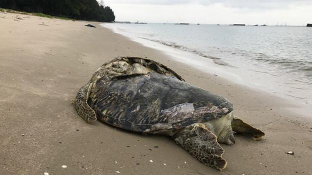 'Sliced' sea turtle found dead on Singapore beach - BBC News