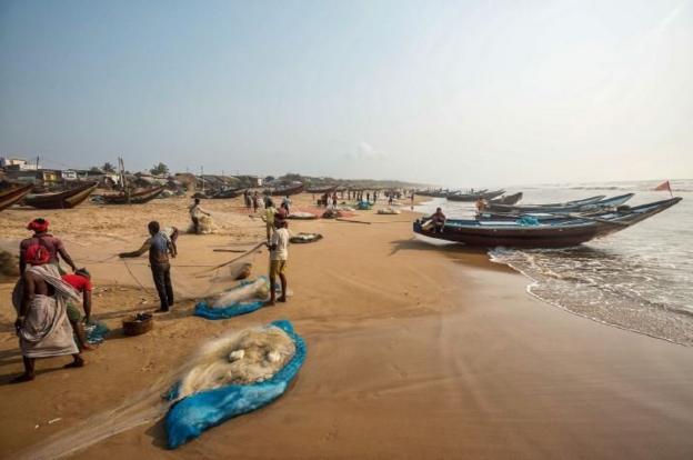 In pictures: India's sea turtles return home to breed - BBC News