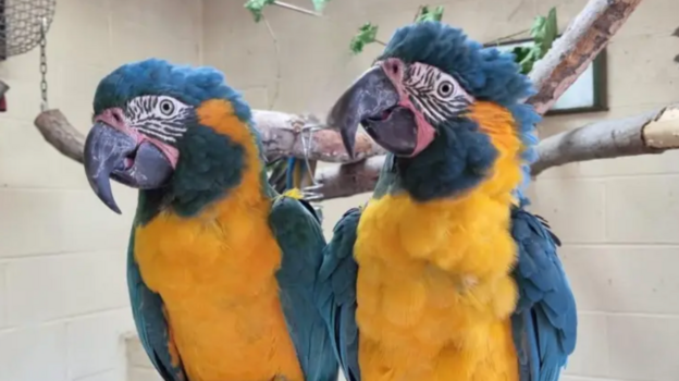Zoo escape: Hunt underway for two missing parrots - BBC Newsround