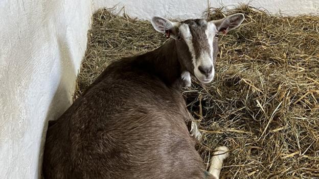 Gut health: Goat milk firm's poo post box tests microbiome - BBC News