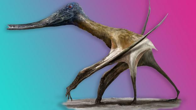 How did pterosaurs become giants of the sky? - BBC Newsround