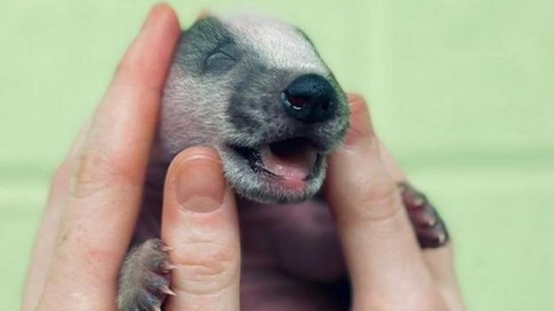 Five tiny badger cubs rescued by Scottish SPCA - BBC News