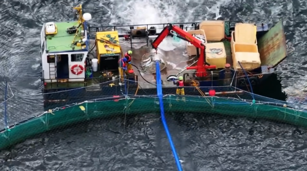 Fish Farming - BBC News
