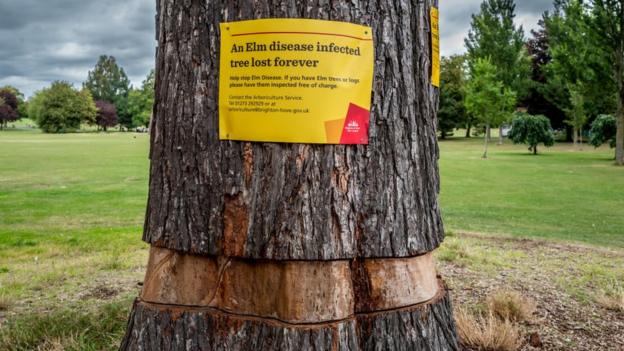 'Forgotten' elm tree set to make a comeback - BBC News