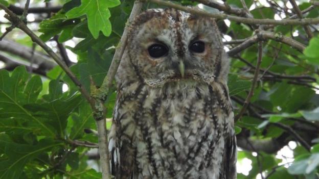 Suffolk Owl Sanctuary pair fly down 'wedding aisle' after rescue - BBC News