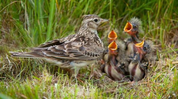 Streets named after bird species on the rise across UK - BBC Newsround