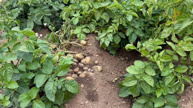 Comber: Festival celebrates 'early' harvest of earlies potato - BBC News