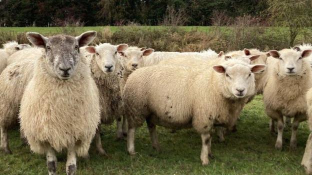 Bluetongue found in sheep on Gwynedd farm - BBC News