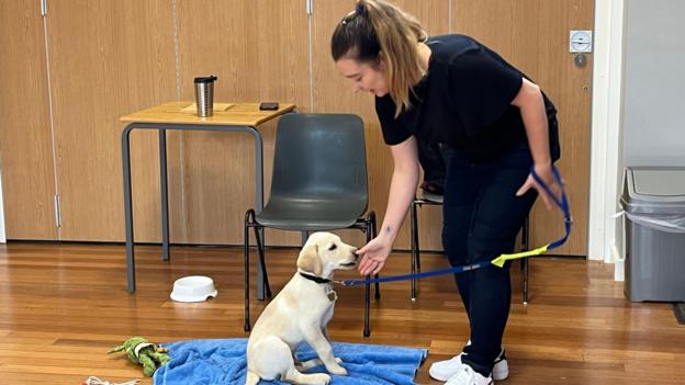 Puppy travels from Japan to become guide dog in Worcestershire - BBC News