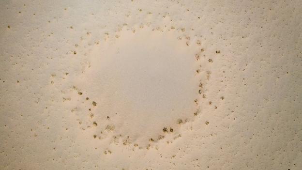 Fairy Circles: What are they and why do they form? - BBC Newsround