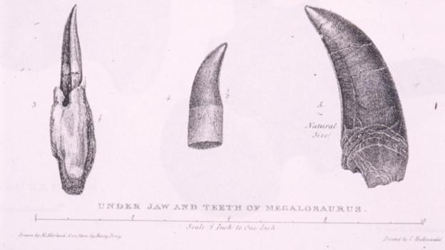 Oxford University celebrates 200 years of first dinosaur Megalosaurus ...