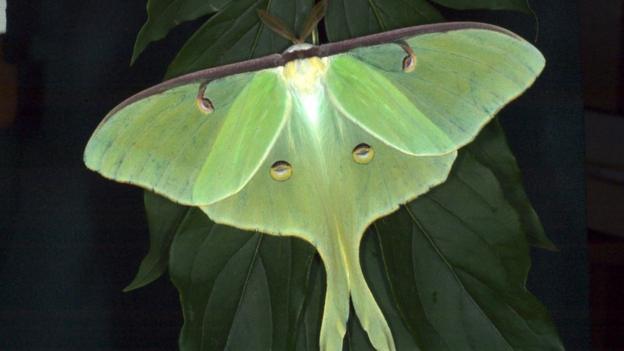 Rosy Maple Moth: The milkshake moth and other winged beauties - BBC ...
