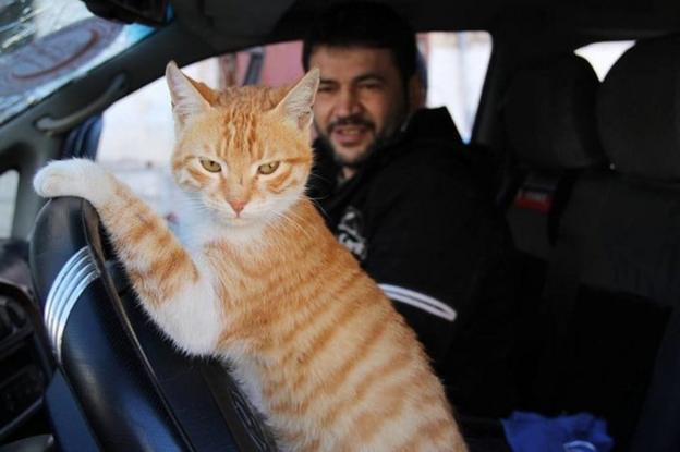 Return of the cat man of Aleppo - BBC News