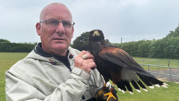 Flamstead hawk finds forever home with falconer - BBC News