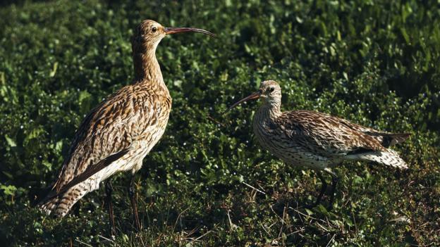 Global bird extinction is a first for mainland Europe - BBC Newsround