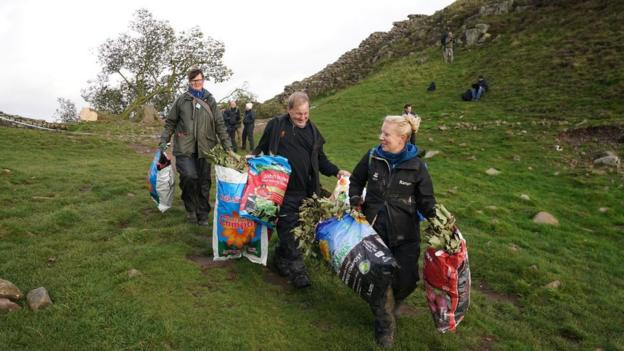 Sycamore Gap: Cut down tree could regrow shoots, experts say - BBC News