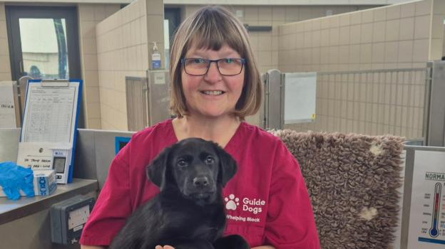 How Guide dogs made Leamington Spa its unofficial home - BBC News