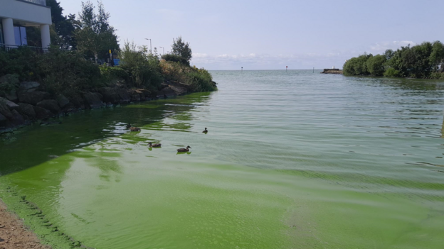 What is blue-green algae and why is it such a problem? - BBC News