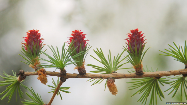 Conifer is top tree in urban sound absorption test - BBC News