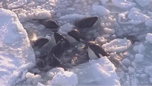 Trapped orcas escape from drift ice near Japan - BBC News