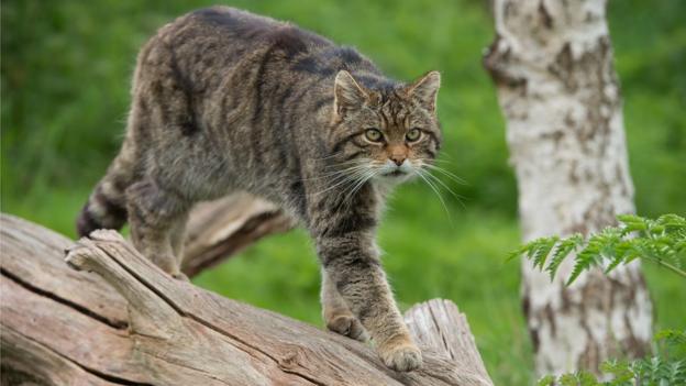 Wildcats to be re-introduced to Devon and Cornwall - BBC Newsround