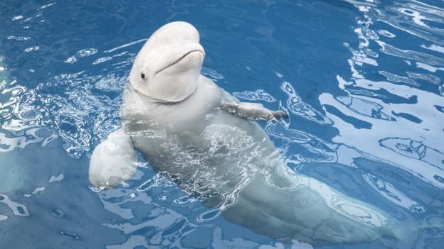 Beluga whales change shape of their heads to communicate - BBC Newsround