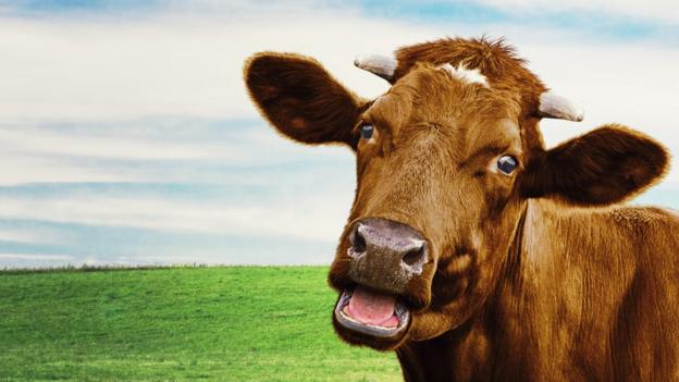 Climate change: How cow burps and pink seaweed can affect the planet ...