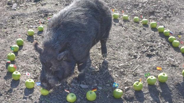 World Cup 2018: Mystic micro pig chooses semi-finalists - BBC News